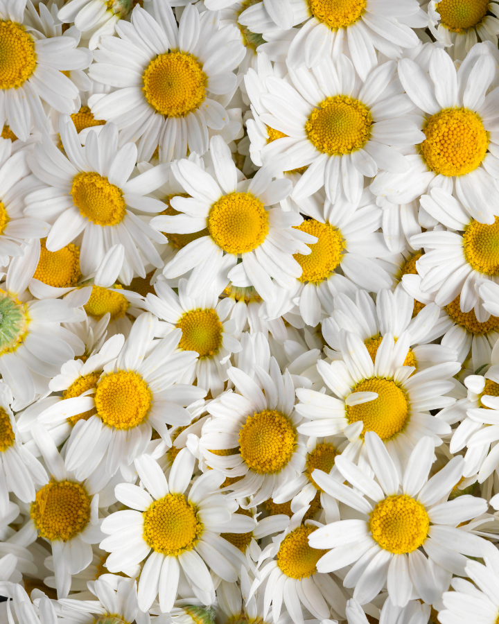 Sweet chamomile tea recipe for bedtime - The secrets of Happy and Me