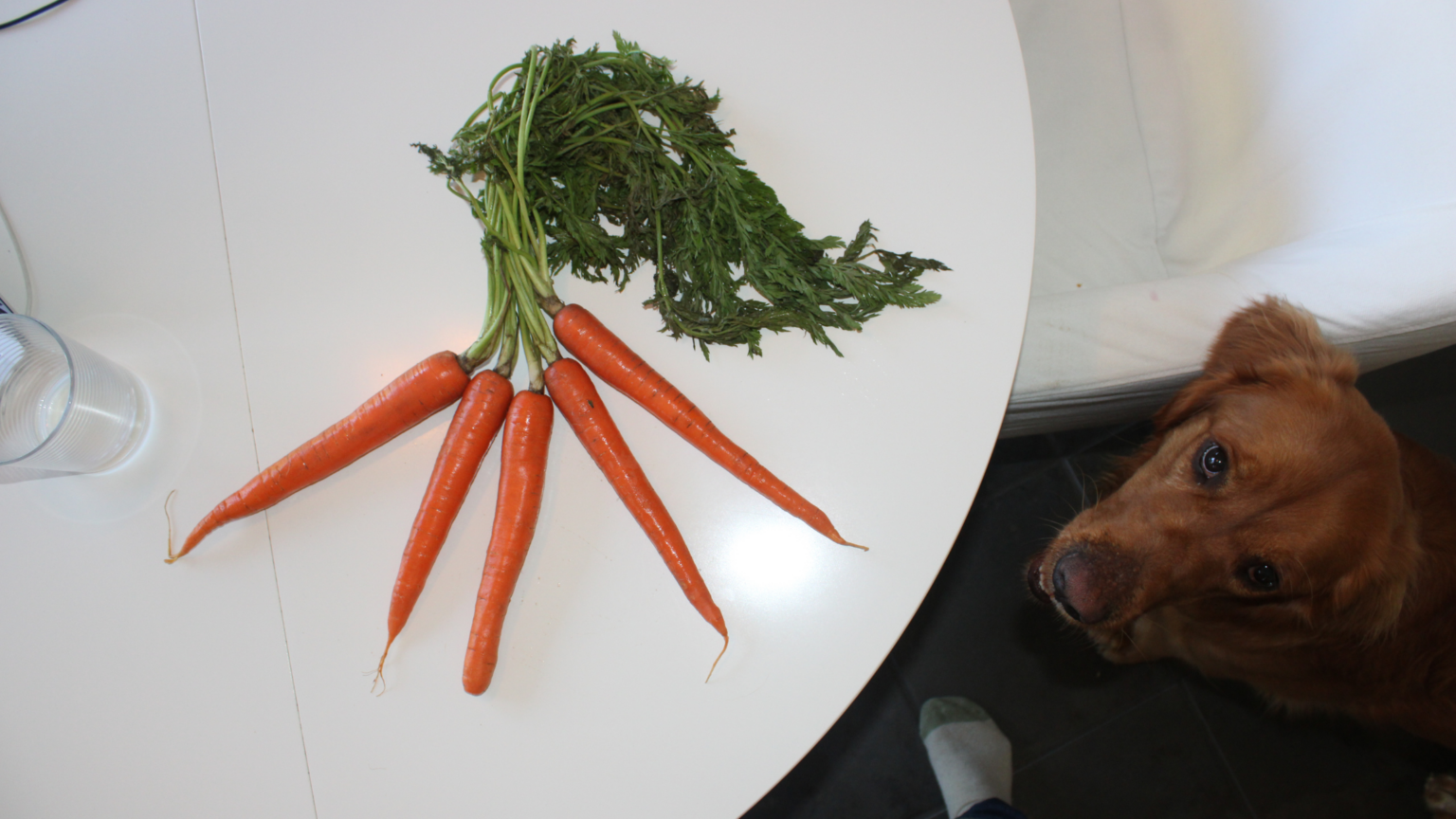 Healthy and Happy Pup: When Your Puppy Can Eat Carrots? - The Secrets ...